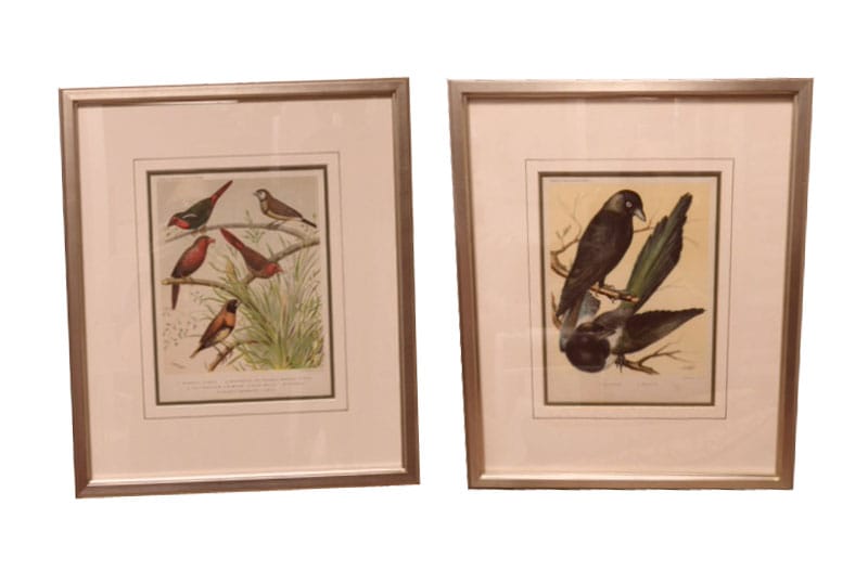 Antique Hand-Colored Lithographs | June DeLugas Interiors